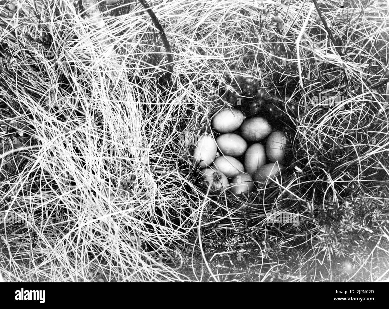 BO AV BERGAND (AYTHA MarILA) Bo av Bergand (Aytha marila Stock Photo ...