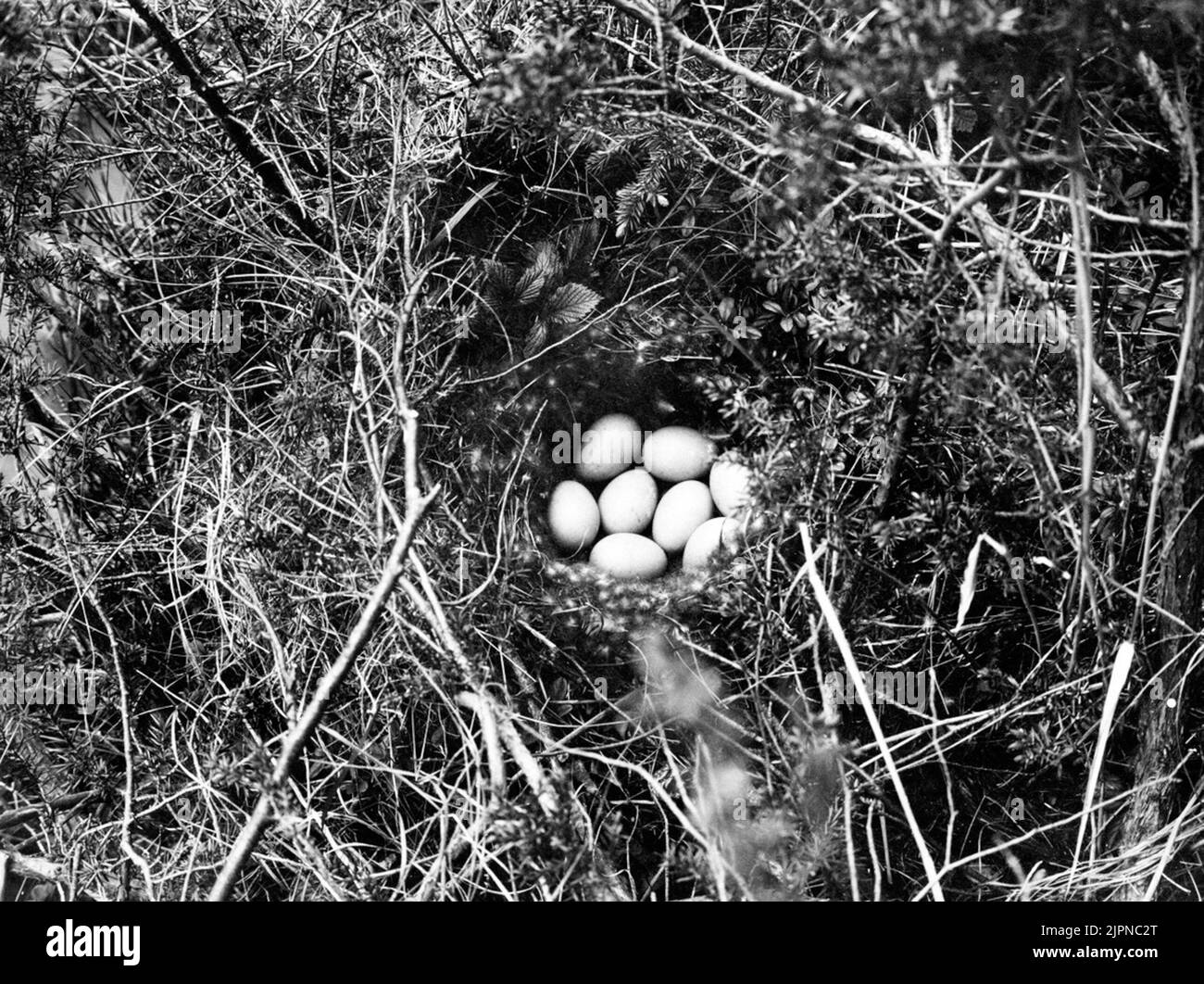 Bo of duck (anas) Bo av And (Anas Stock Photo - Alamy