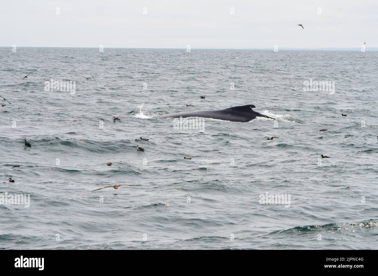 The back of a whale with its fin while whale watching in the Atlantic ...