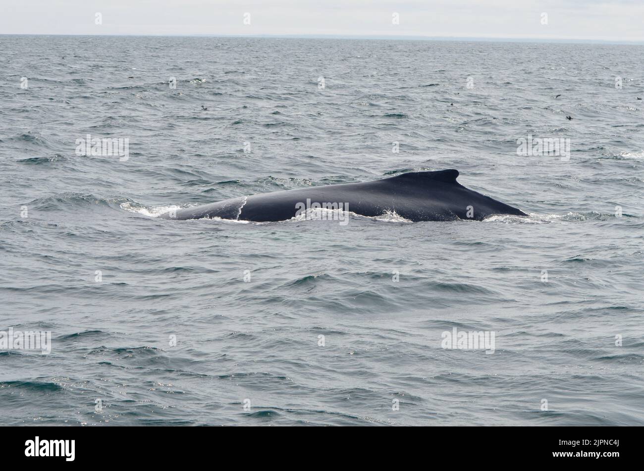 Blue whale watching hi-res stock photography and images - Alamy