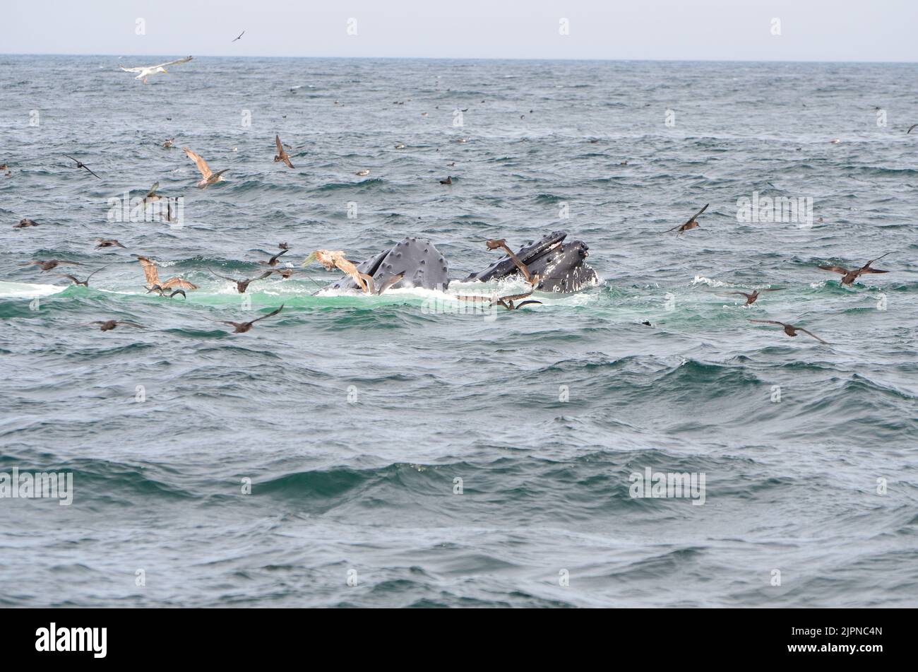 The snout of a humpback whale on the water surface with some flying ...