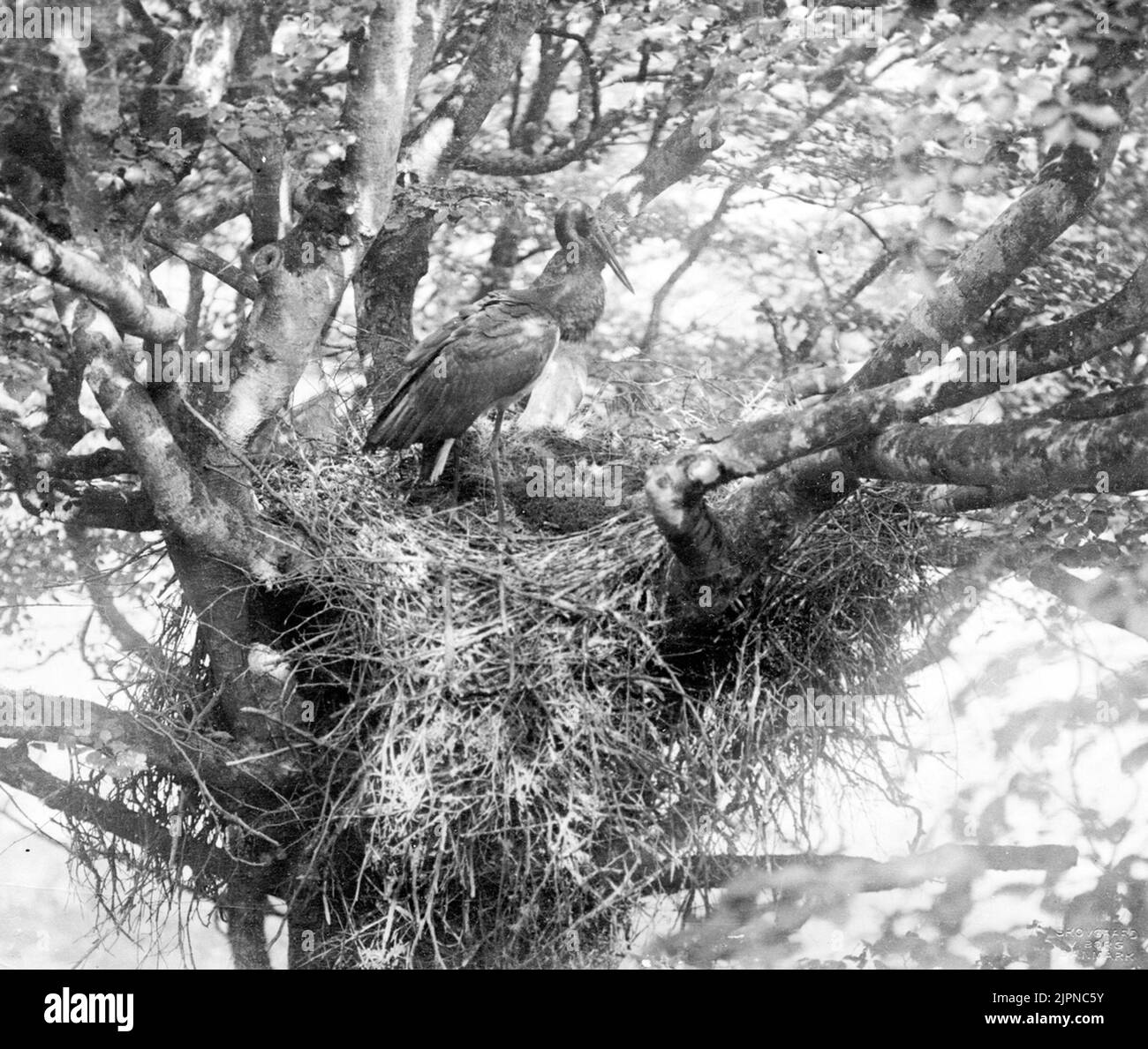 Rare stork species Black and White Stock Photos & Images - Alamy
