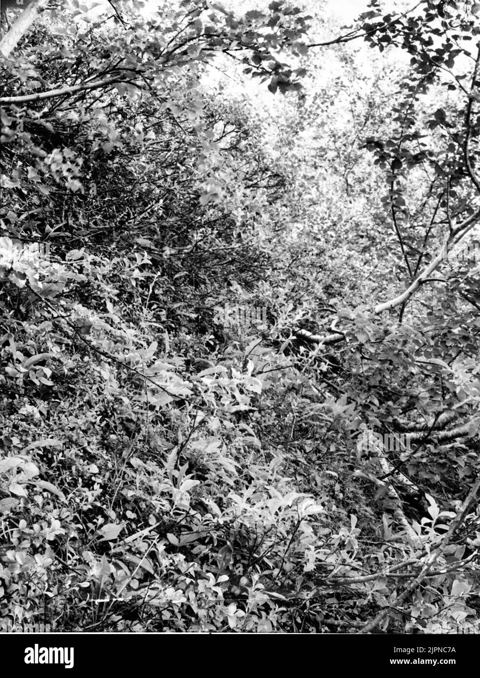 North singer, Boplats. July 22, 1952. Nordsångare, boplats. 22 juli ...