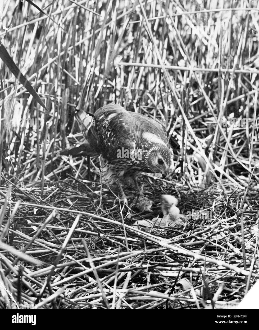 Blue marsh hawk at Dunungarna in the nest. Blå kärrhök hos dunungarna i ...