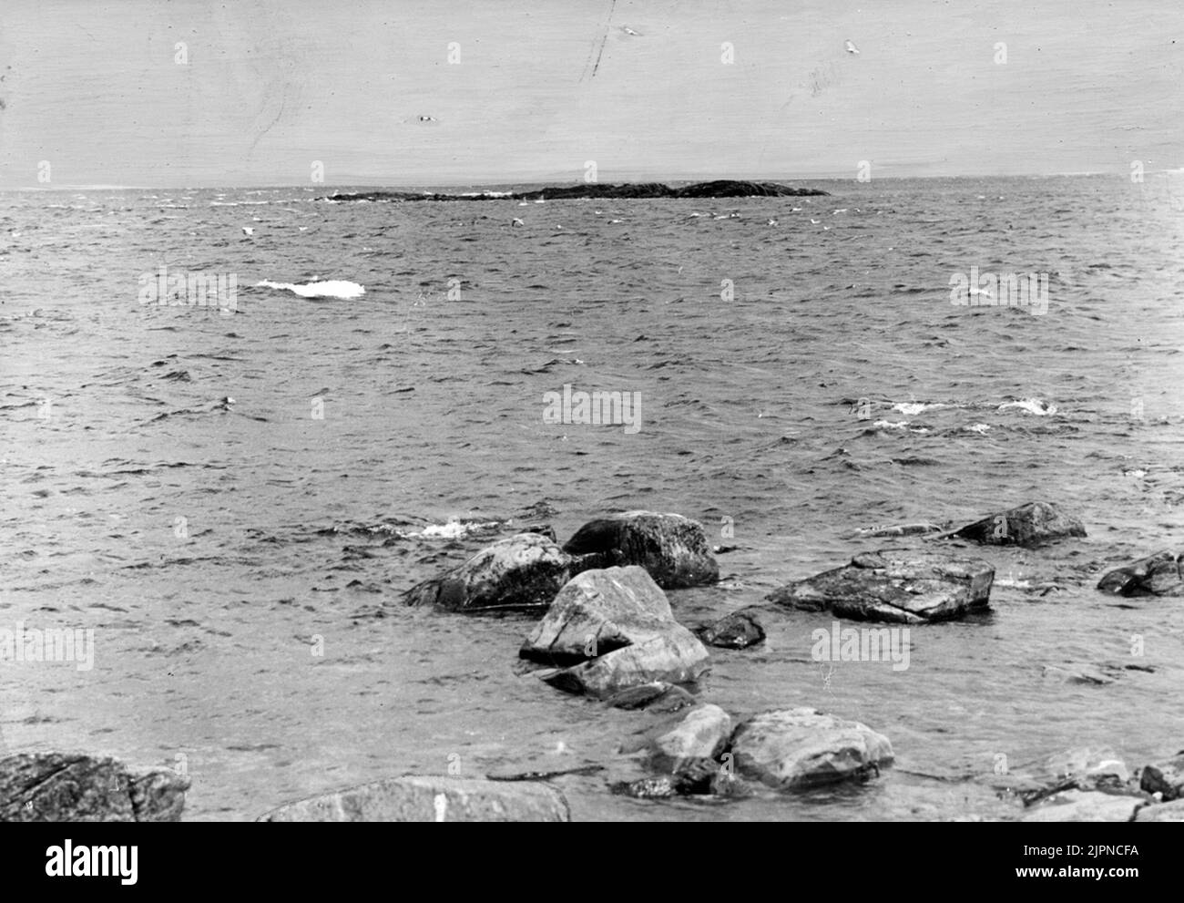 Sea Strout, Larus Marinus, in the background, Havstrutskäret Kråkan ...