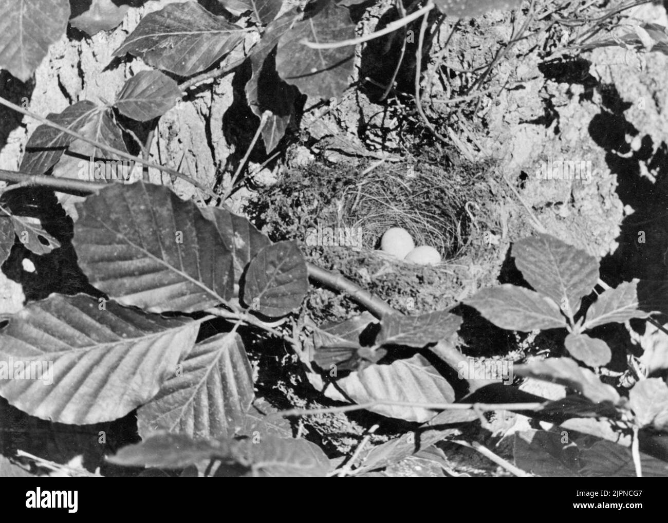 Interpreted as living by museifa parva ele nae of siplina p. Parva 16/6 ...