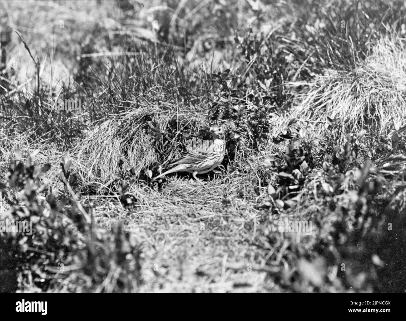 Steam spiry at his nest Lapland in 1917 Ångspiplärka vid sitt bo ...