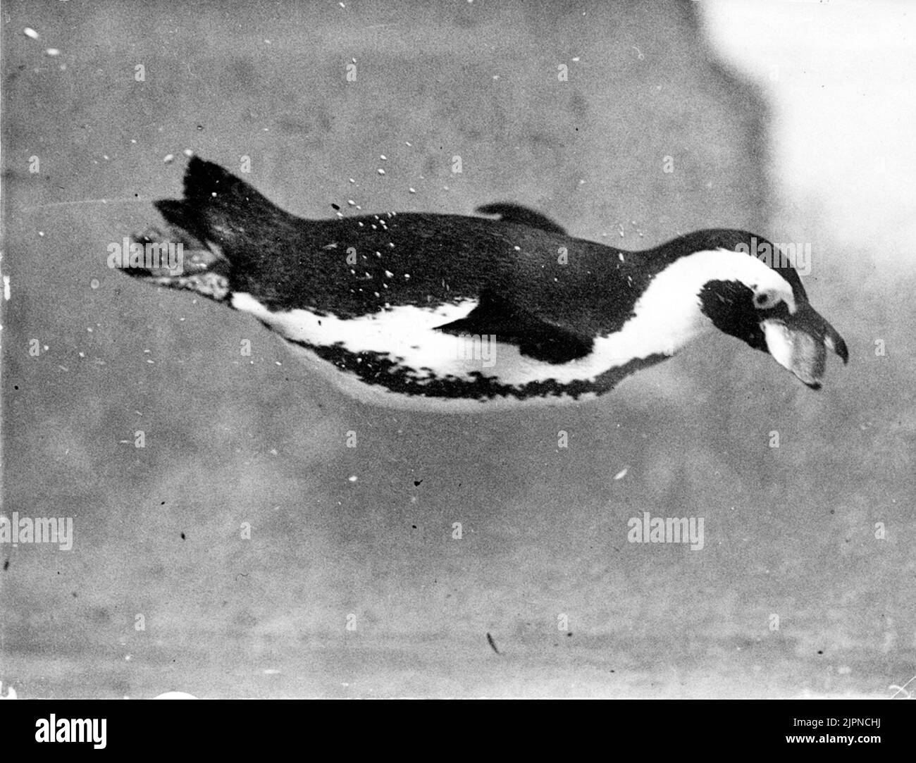 nature´s streamline Sleek body vutting trhough the water, A Rock Hopper ...