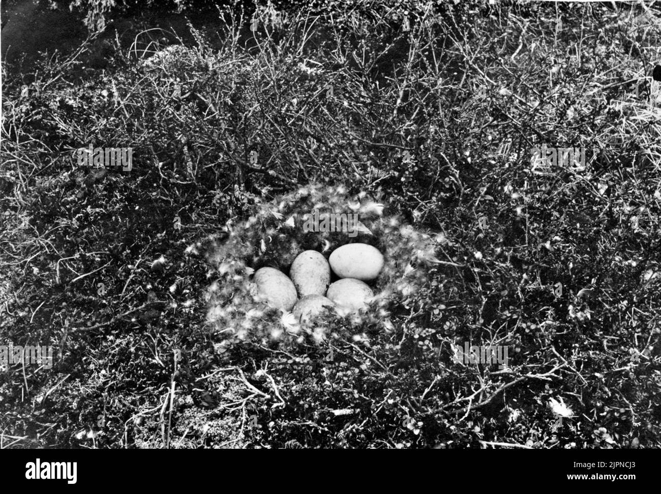 Dunet Black and White Stock Photos & Images - Alamy