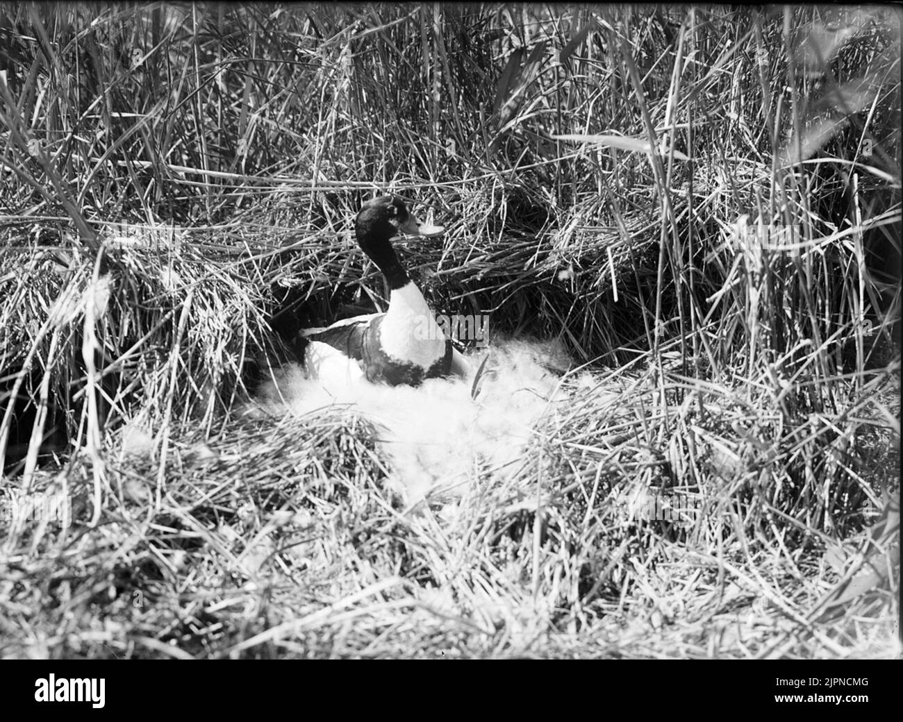 Gravand vid the estate Gravand vid boet Stock Photo - Alamy