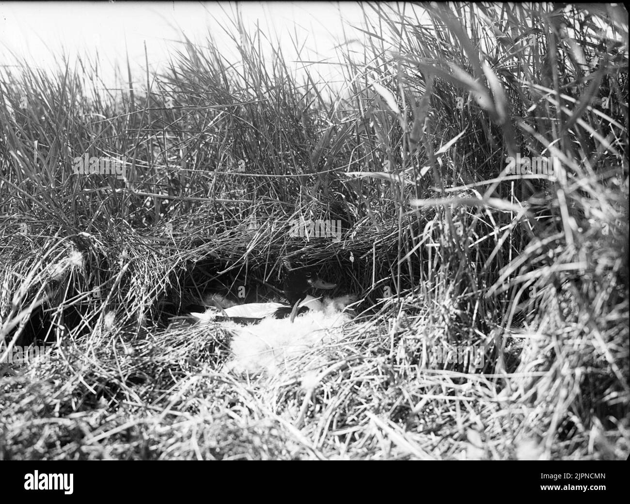 Gravand in the estate Gravand i boet Stock Photo - Alamy