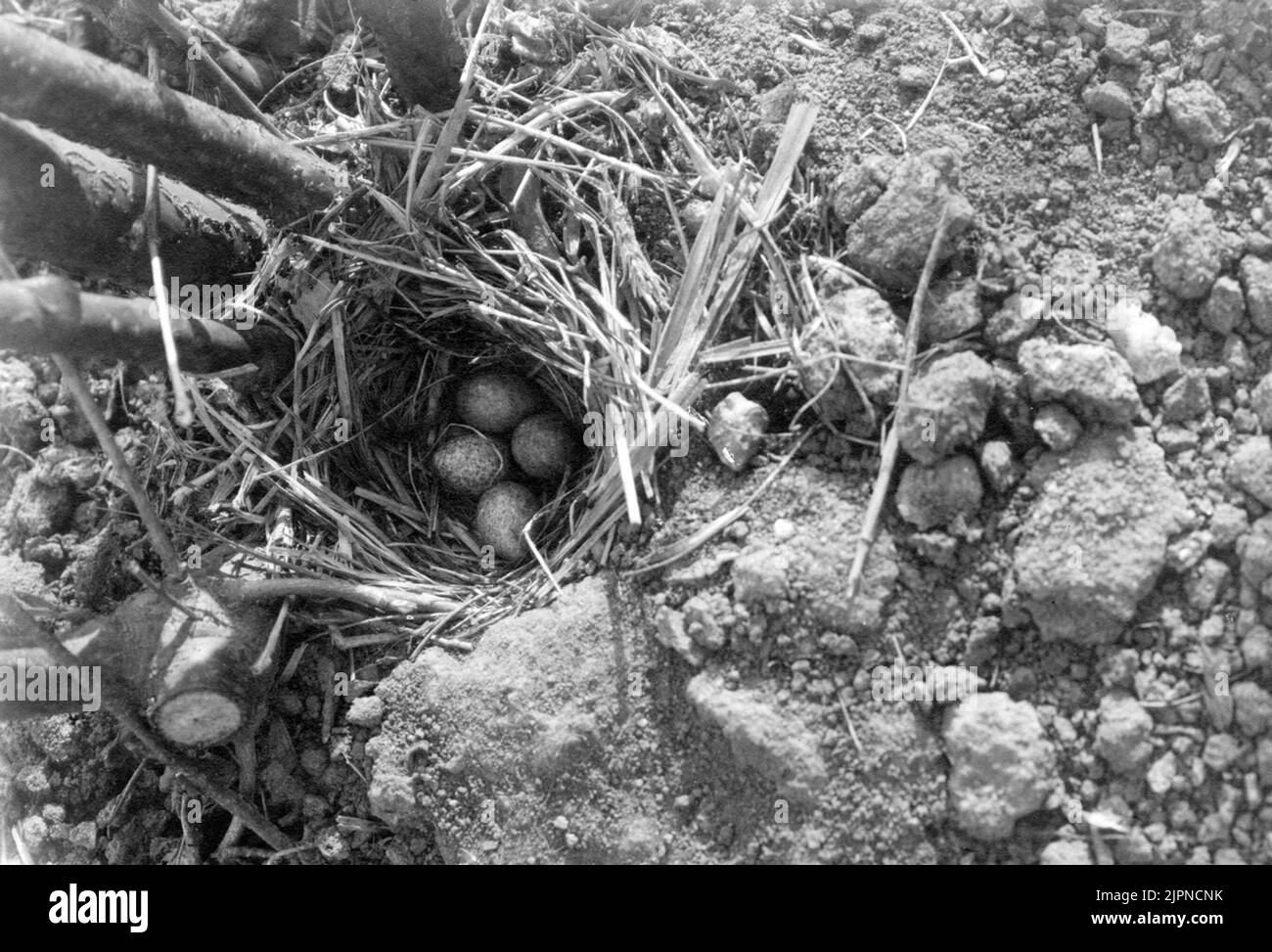 Stay of tufts (Alauda Cristata) in Garden Malmö May 1, 1903. Bo av ...