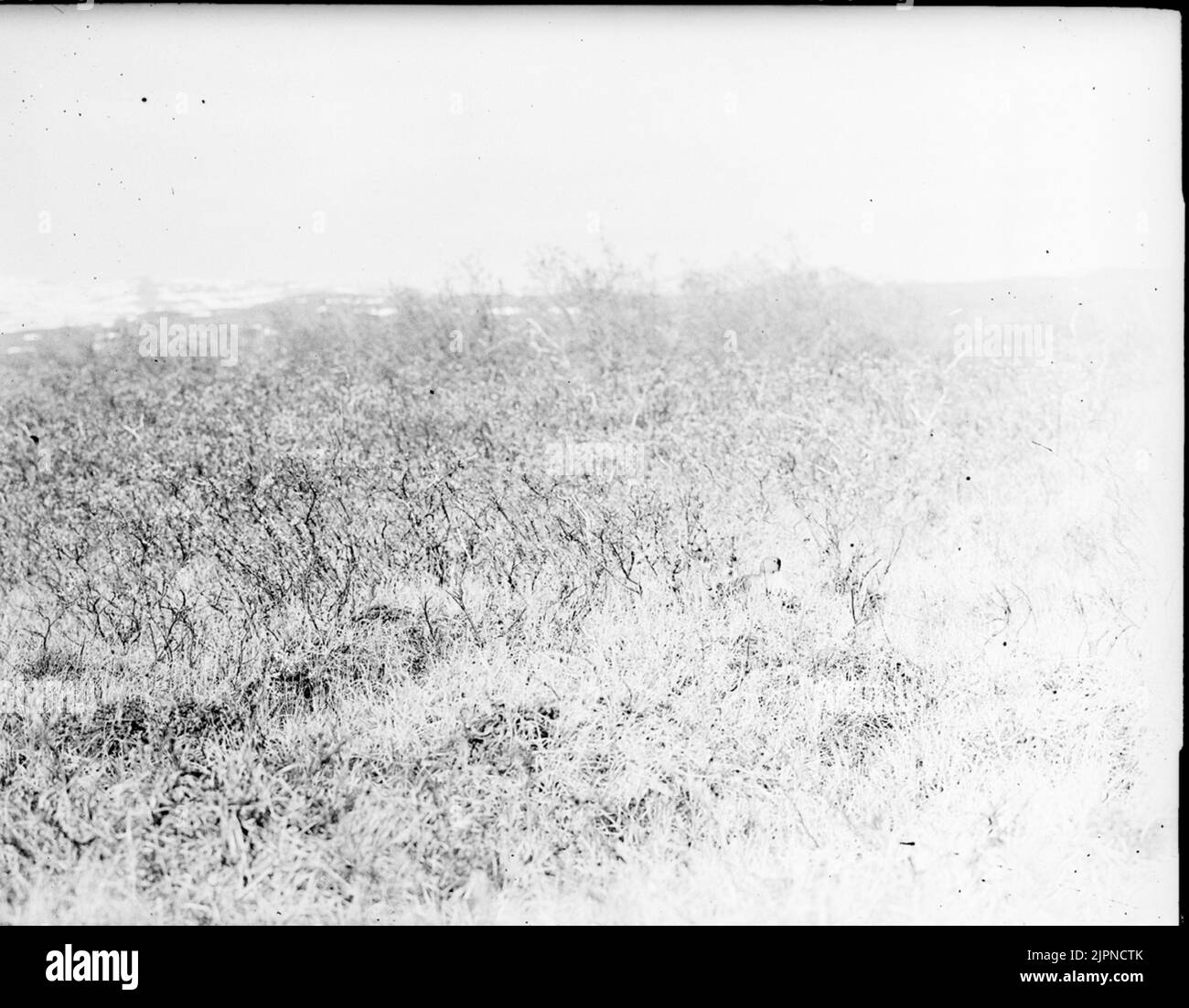 Mountain fly Black and White Stock Photos & Images - Alamy