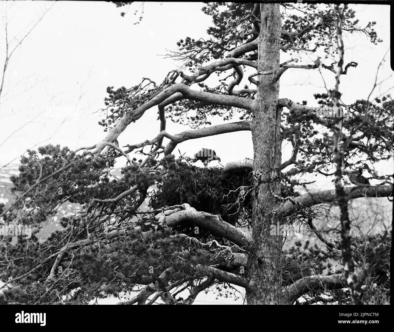 Golden eagle aviary Black and White Stock Photos & Images - Alamy