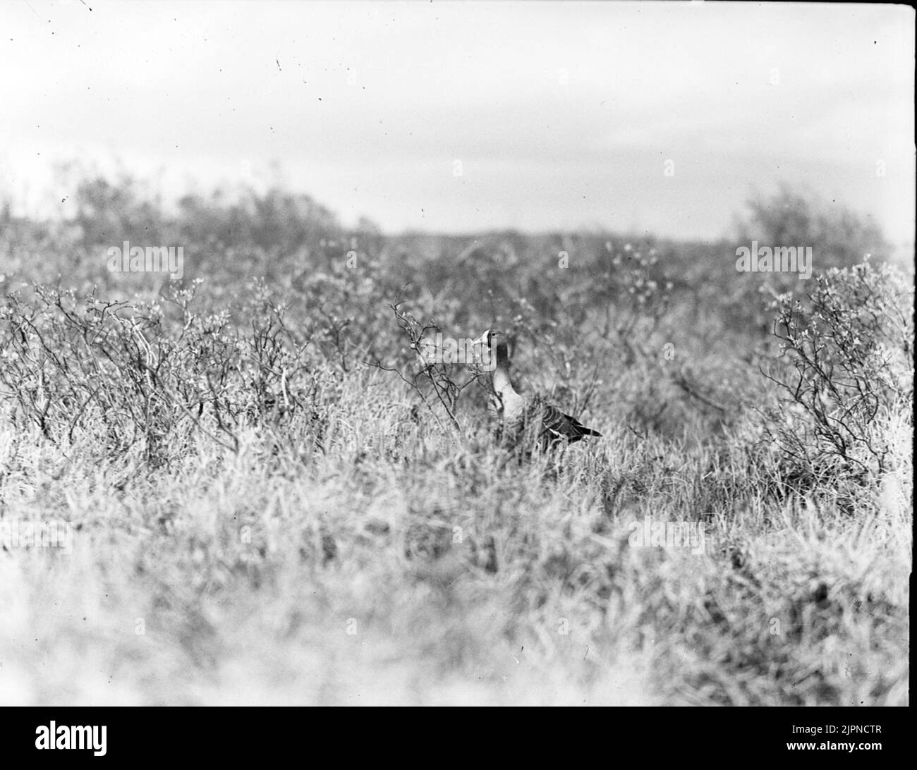 High mountain region Black and White Stock Photos & Images - Alamy