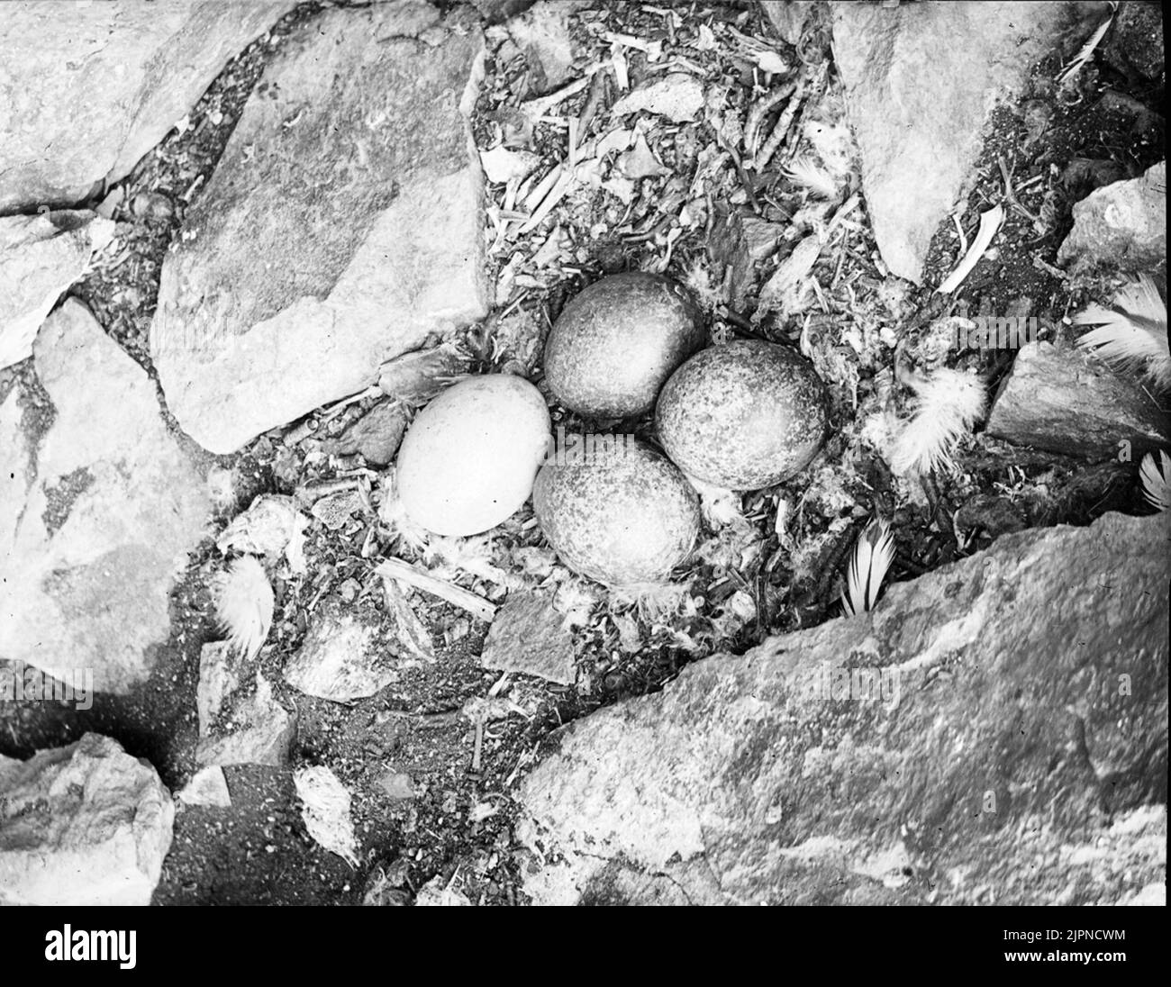 Residence for king eagle (hunting falcon) Boplats för kungsörn ...