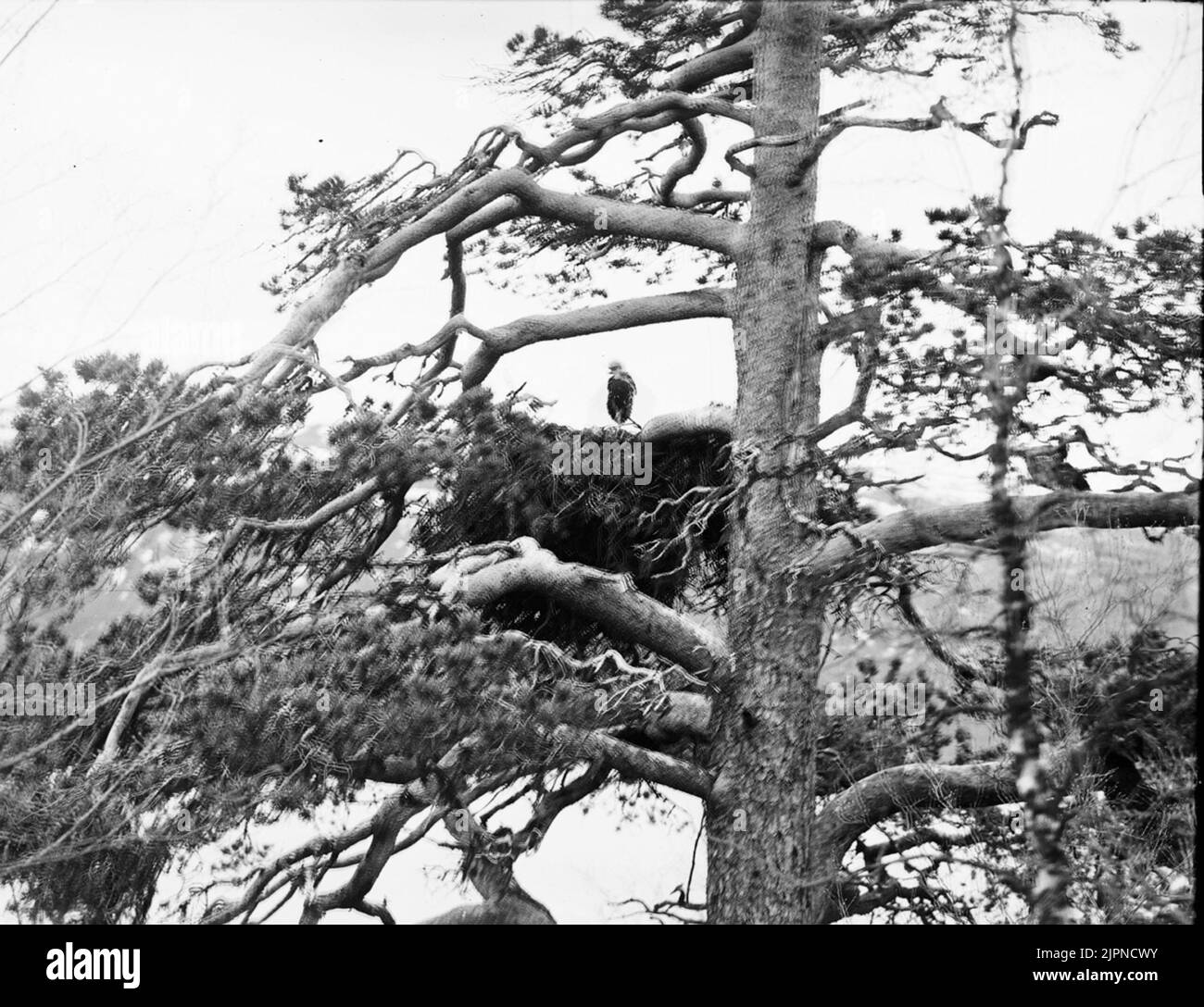 Eagle hunting with open wings Black and White Stock Photos & Images - Alamy