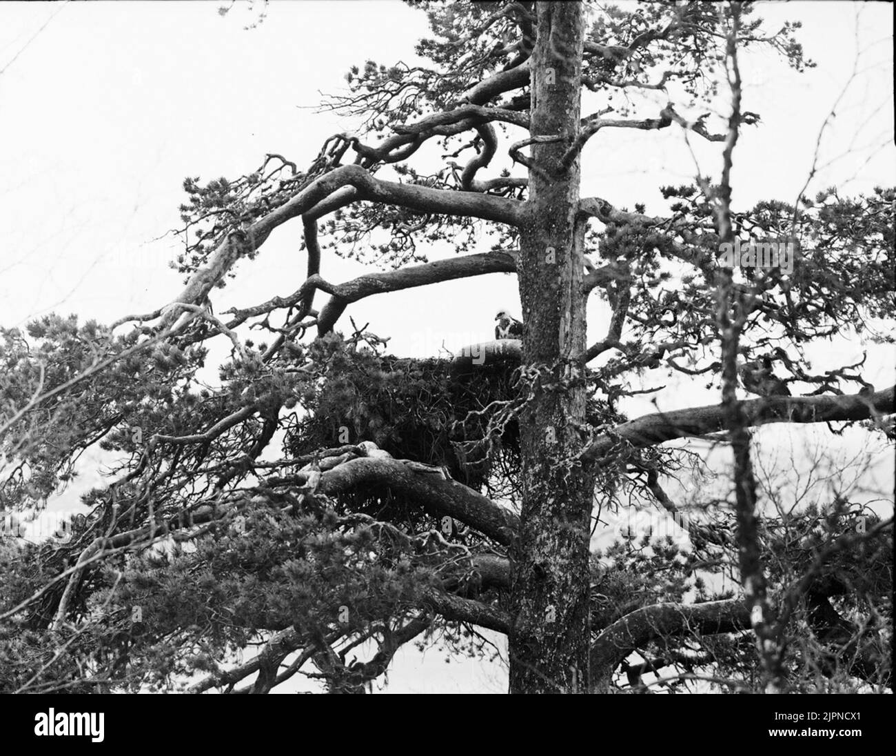 Residence for king eagle (hunting falcon) Boplats för kungsörn ...