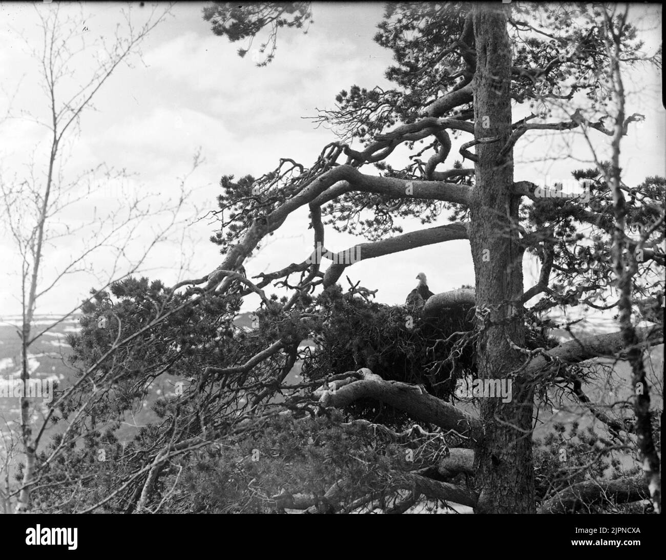Golden eagle nesting behavior hi-res stock photography and images - Alamy