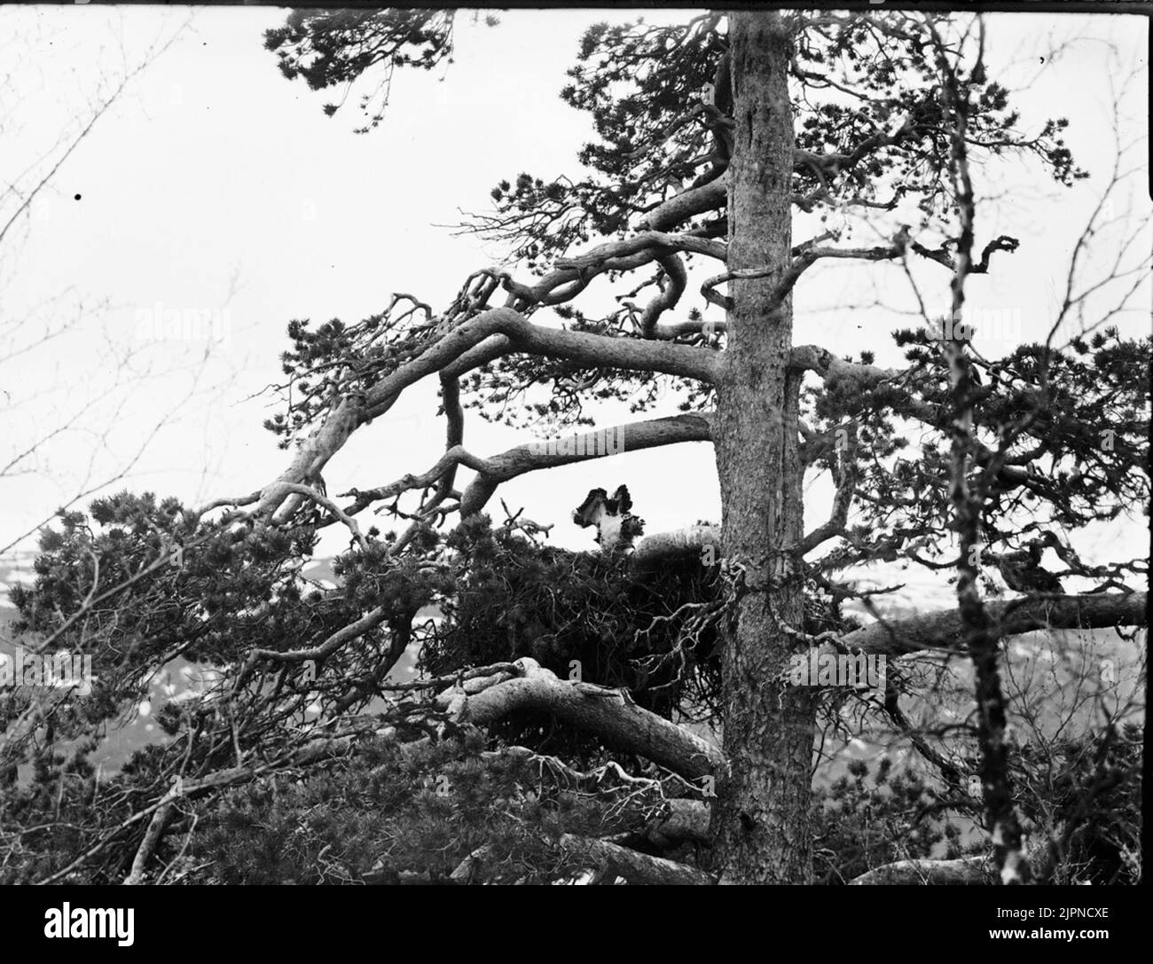 Residence for king eagle (hunting falcon) Boplats för kungsörn ...