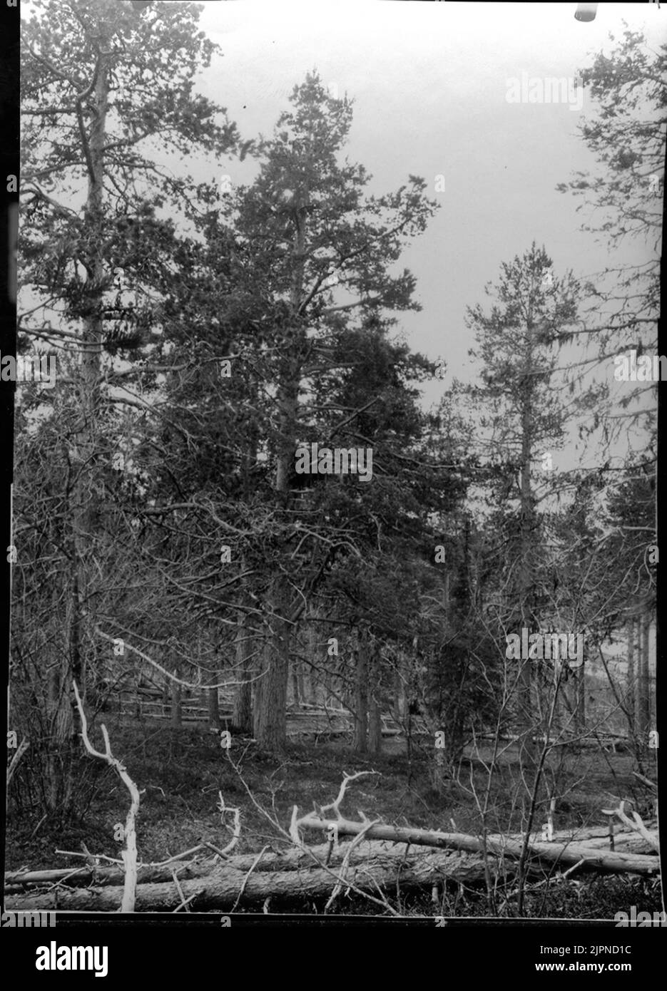 Forest hawk Black and White Stock Photos & Images - Alamy