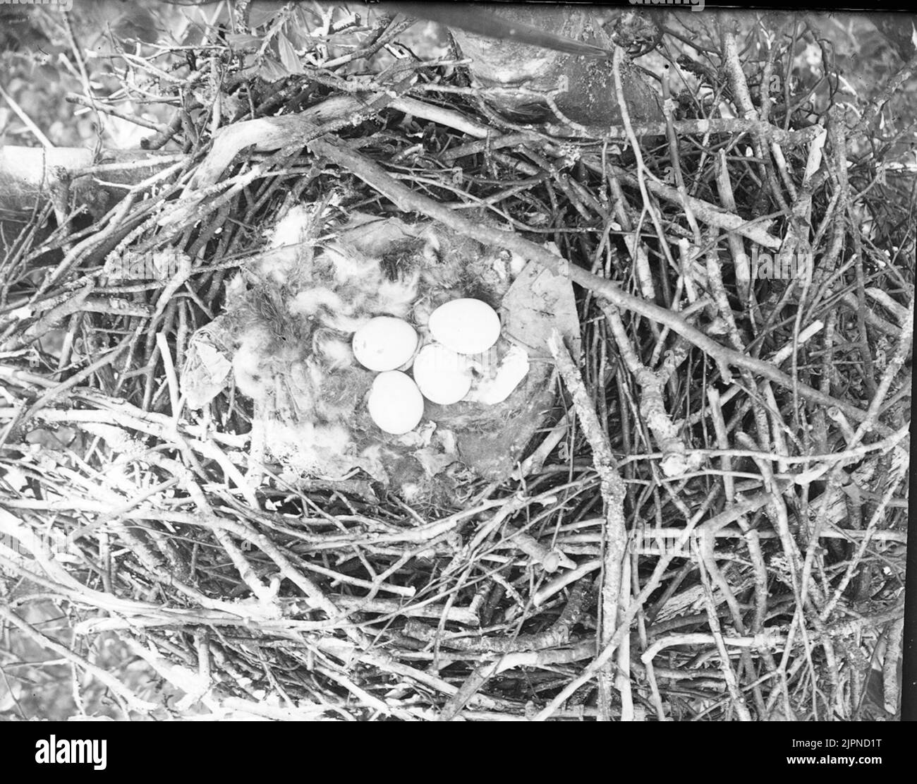 Stay by happy Bo av glada Stock Photo - Alamy