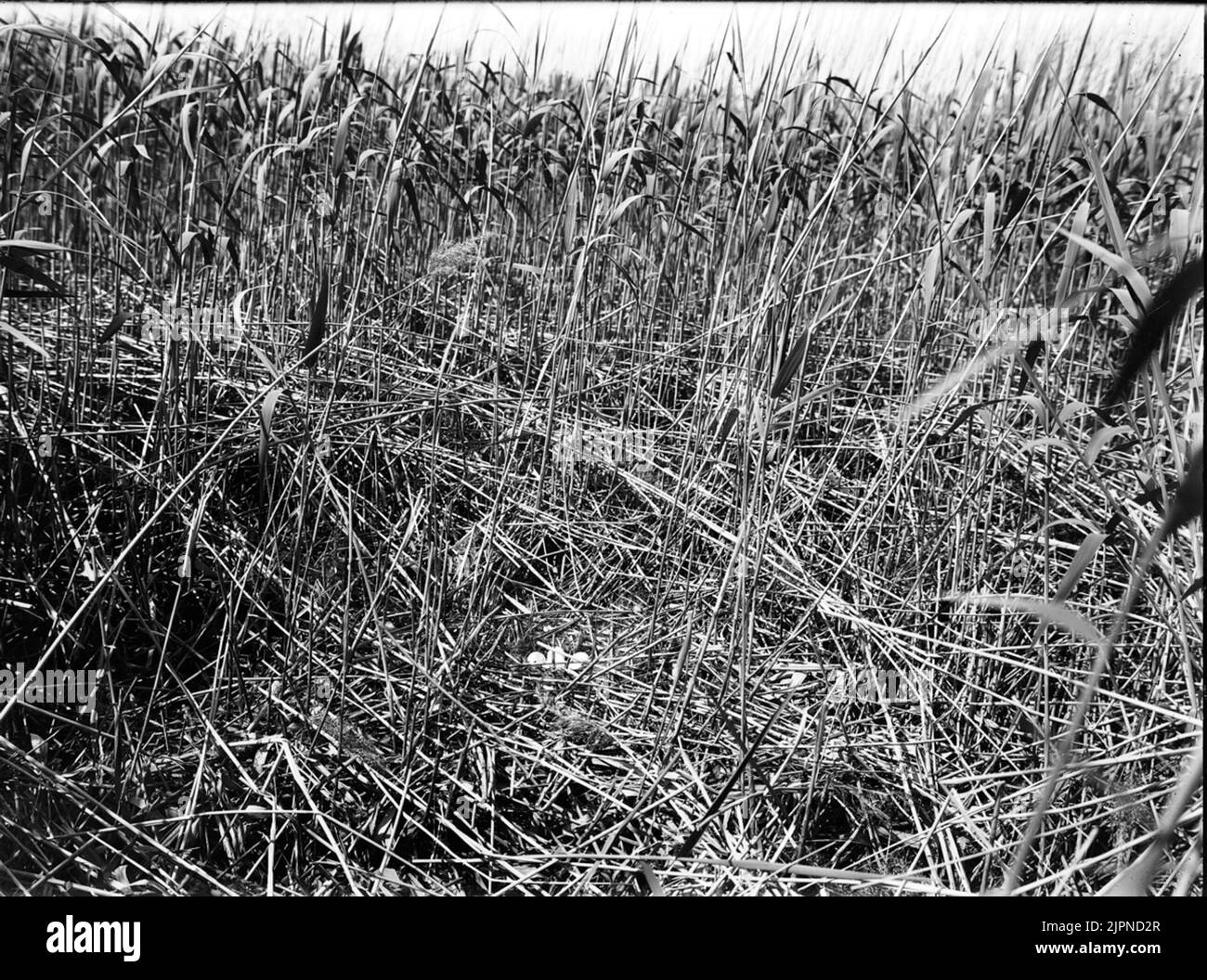 Brown hawk Black and White Stock Photos & Images - Alamy