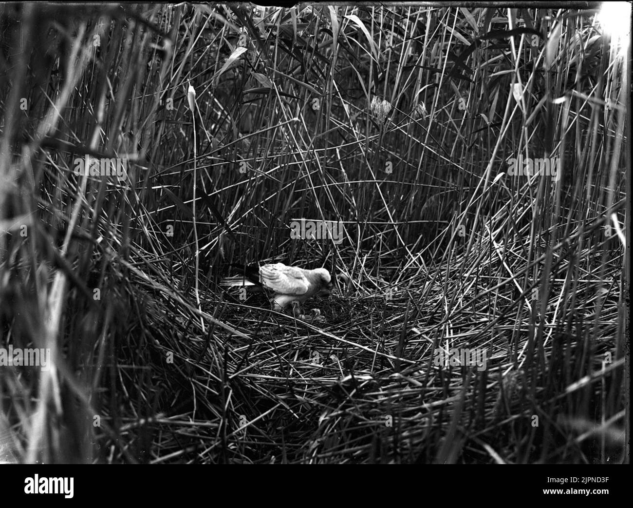 Marsh hawk Black and White Stock Photos & Images - Alamy