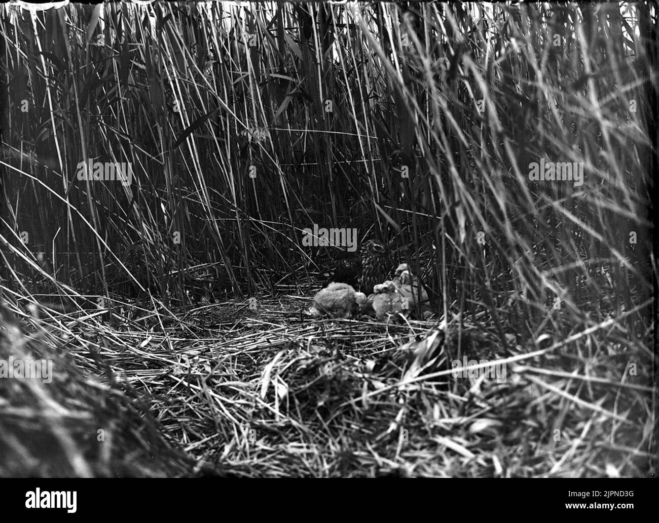 Marsh hunting bird Black and White Stock Photos & Images - Alamy