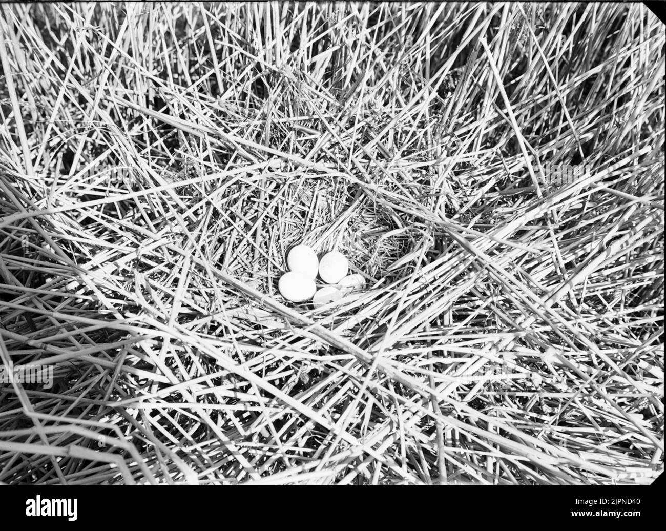 Live by brown hawk Bo av bruna kärrhöken Stock Photo - Alamy
