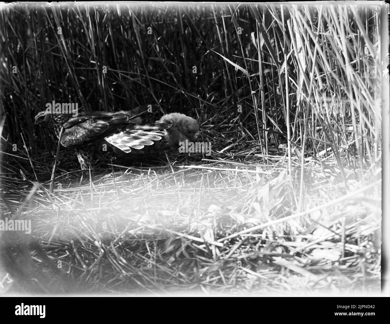 Kids in nest of blue marsh hawk Ungar i bo av blå kärrhök Stock Photo ...