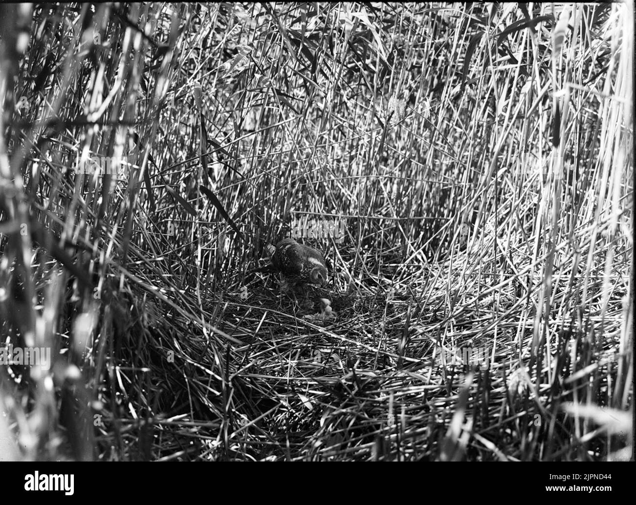 Marsh hunting bird Black and White Stock Photos & Images - Alamy