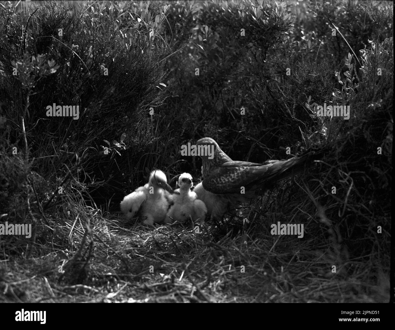 Blue marsh hawk at kids in nest Blå kärrhök hos ungar i bo Stock Photo ...