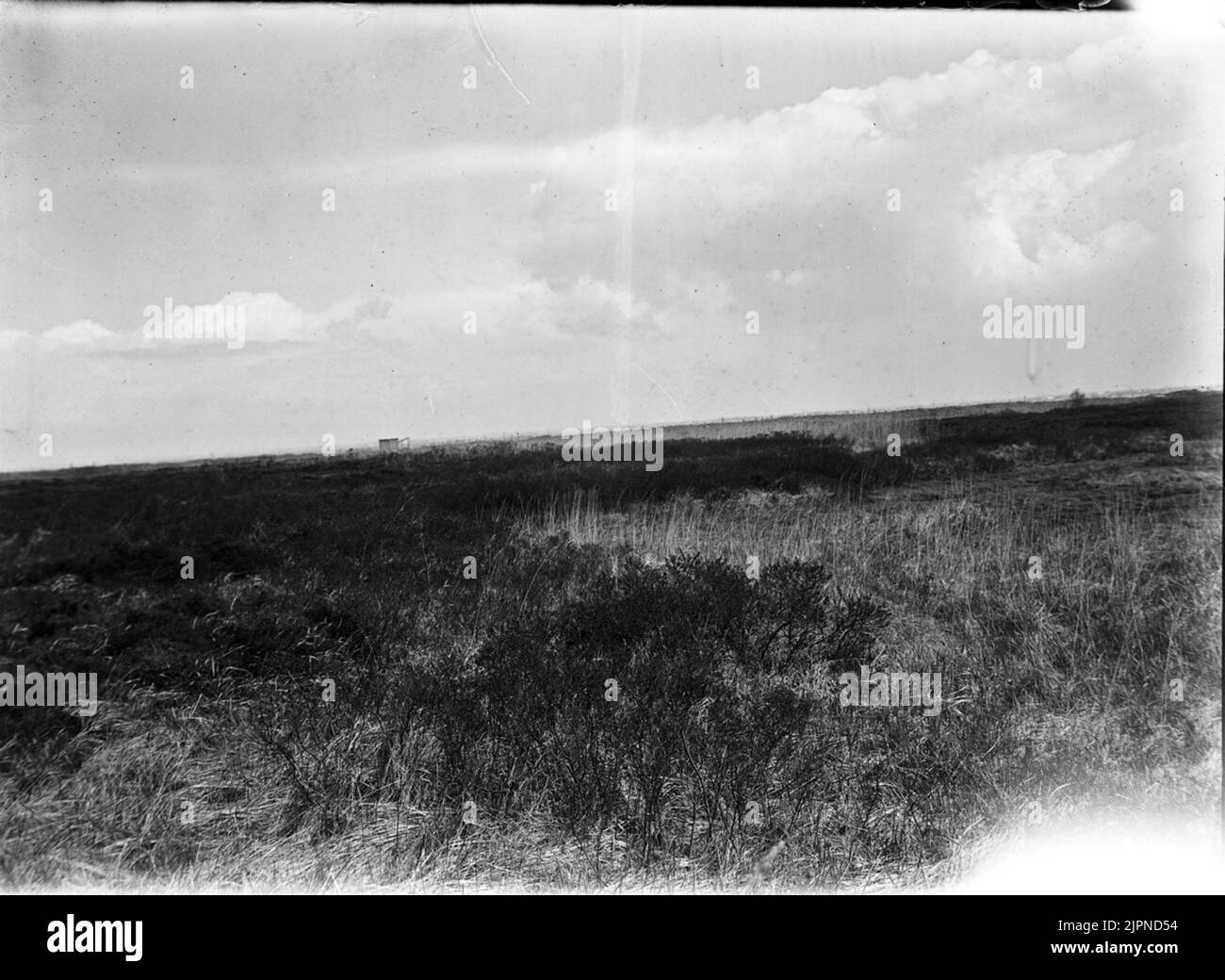 Meadow hawk Ängshök Stock Photo - Alamy