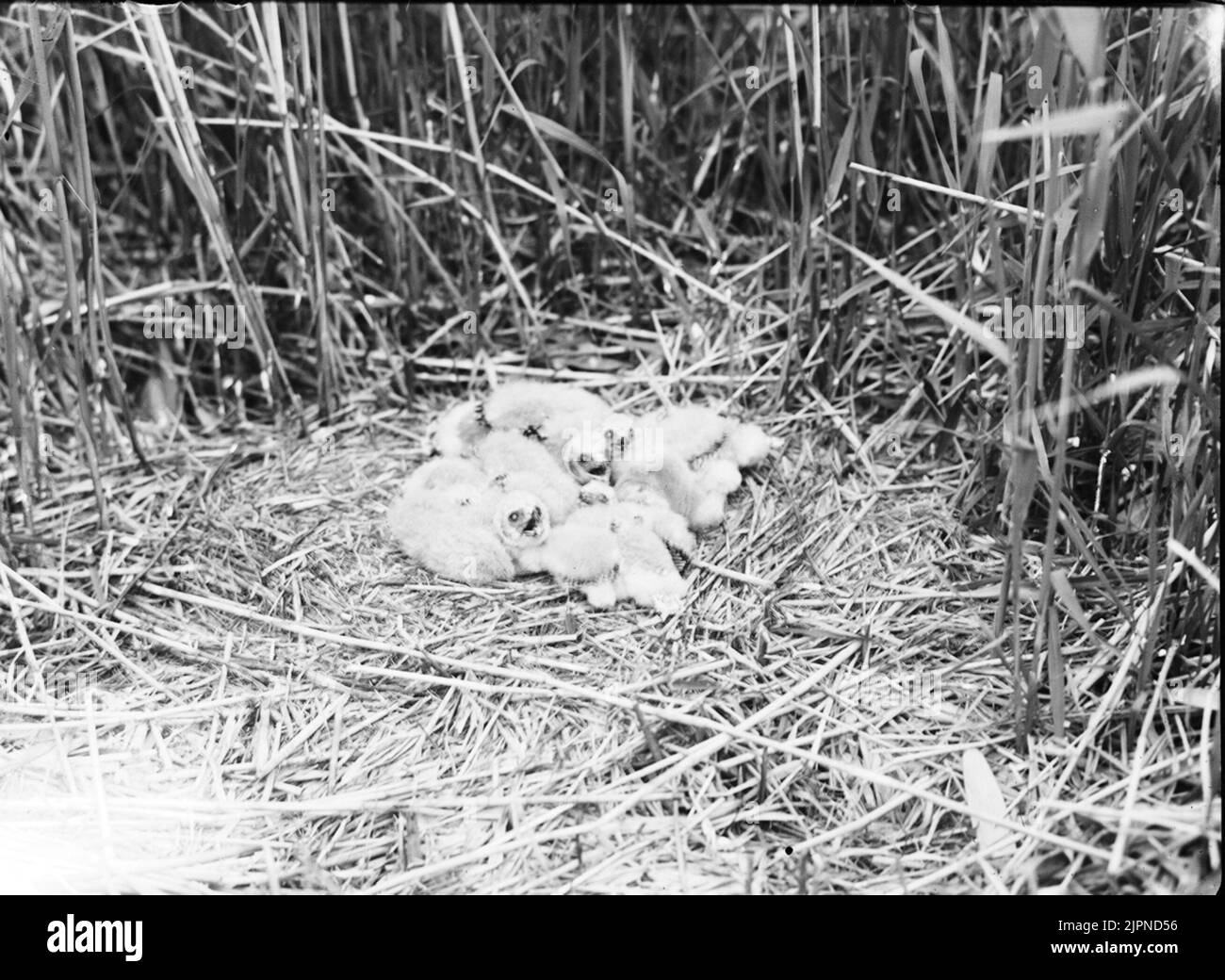 Marsh hunting bird Black and White Stock Photos & Images - Alamy