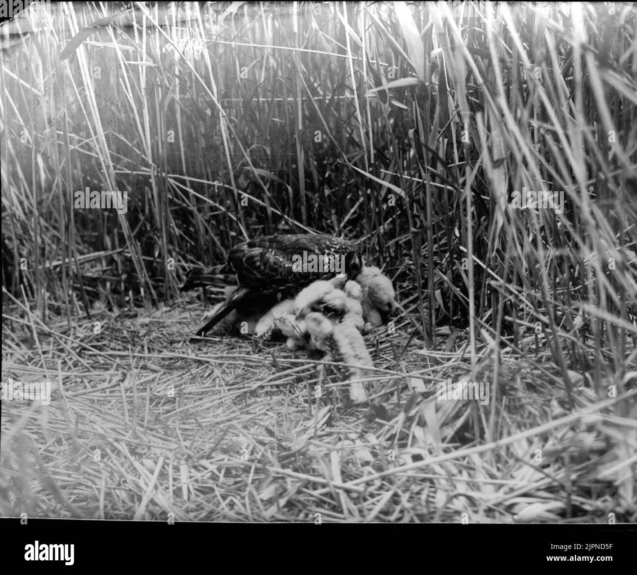 Dragonfly forest Black and White Stock Photos & Images - Alamy