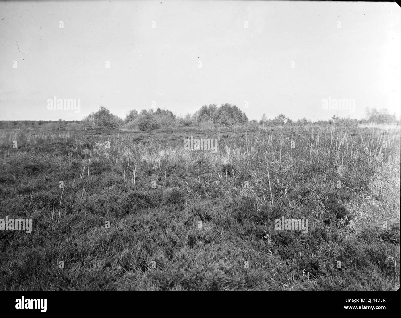 Meadow hawk hi-res stock photography and images - Alamy