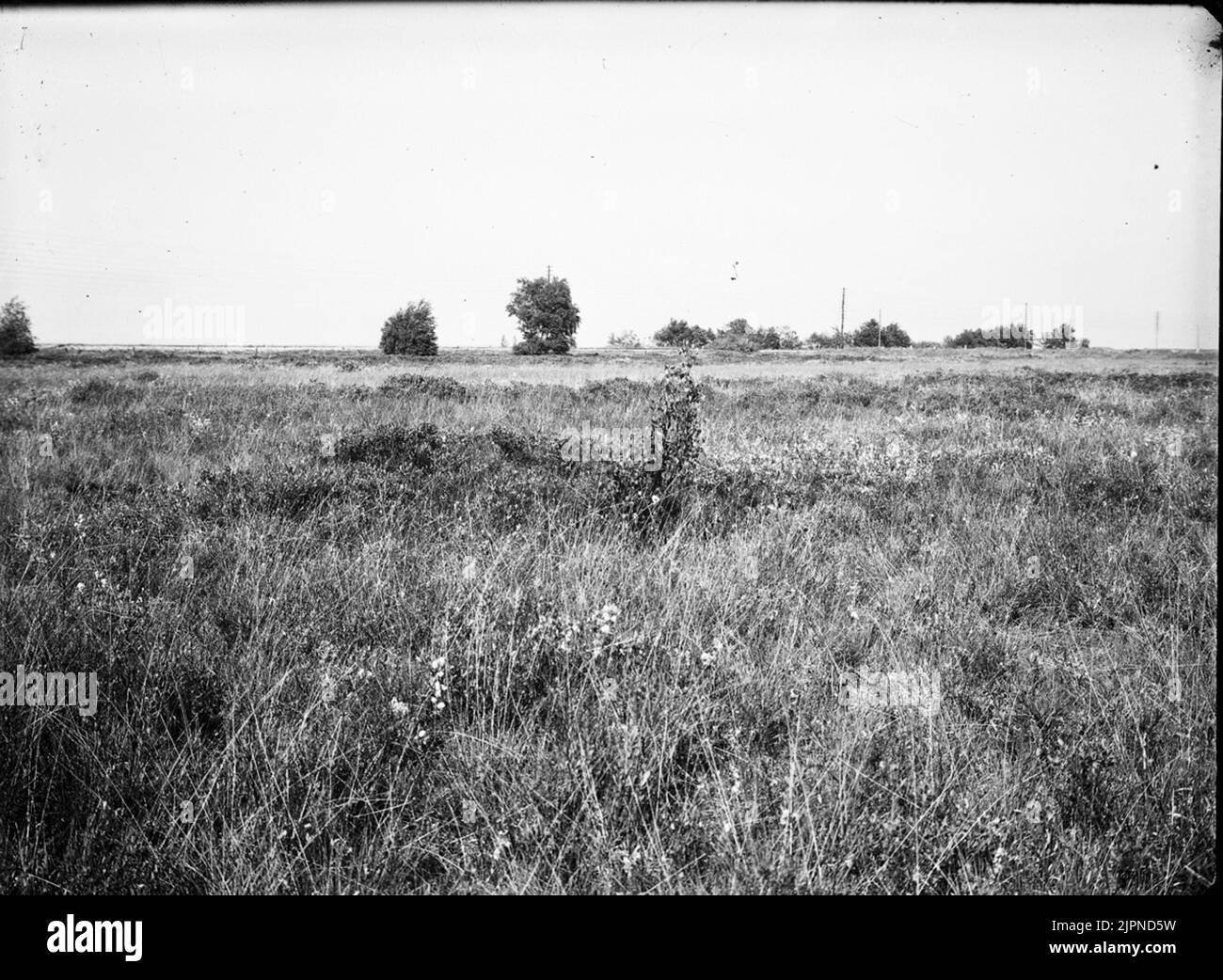 Meadow hawk Black and White Stock Photos & Images - Alamy