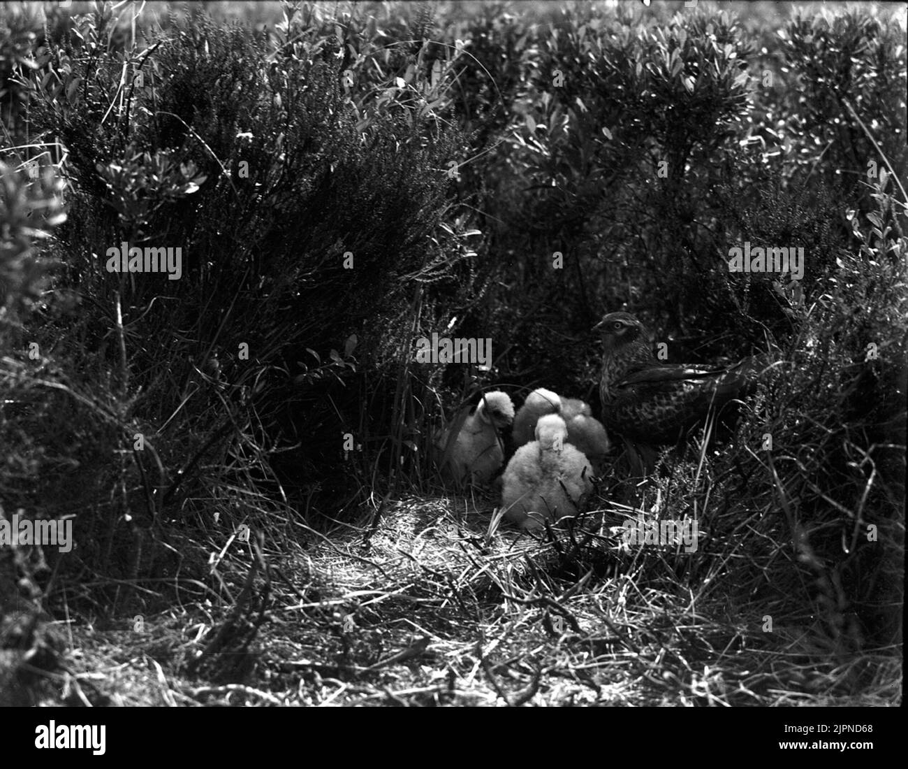 Ängshökshonan at kids in bo Ängshökshonan hos ungar i bo Stock Photo ...