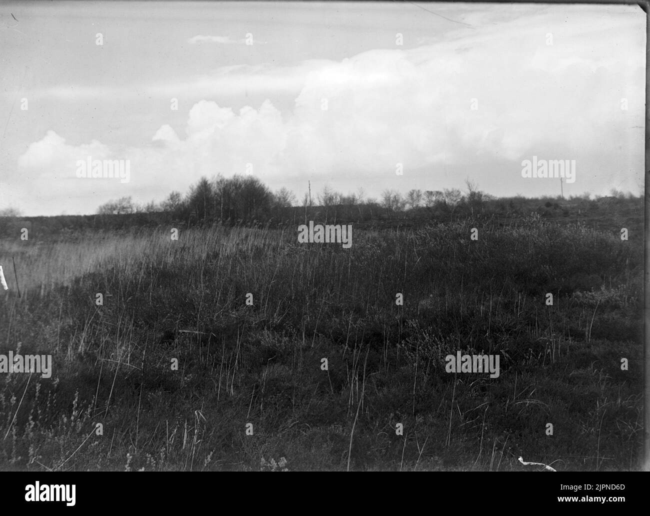 Meadow hawk Black and White Stock Photos & Images - Alamy