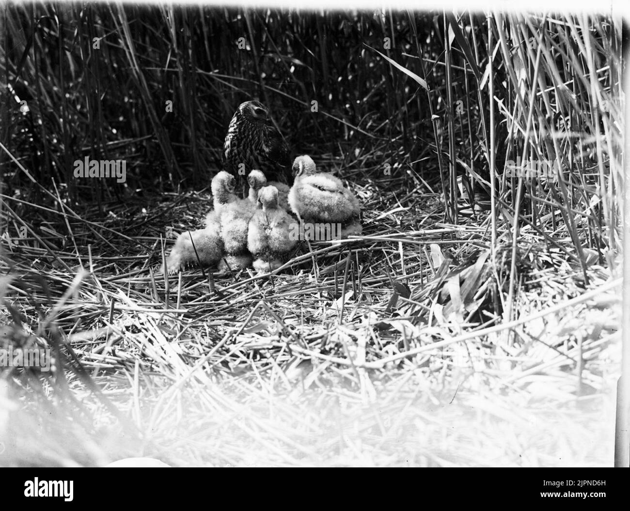 Marsh hunting bird Black and White Stock Photos & Images - Alamy