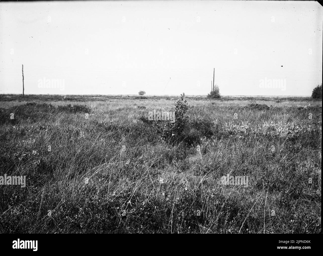 Meadow hawk Ängshök Stock Photo - Alamy