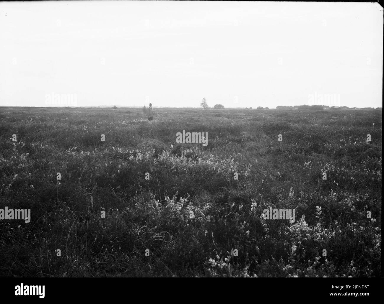 Meadow hawk Black and White Stock Photos & Images - Alamy
