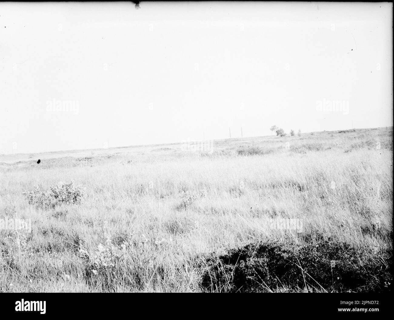 Meadow hawk Black and White Stock Photos & Images - Alamy