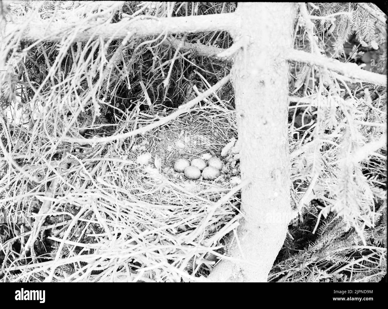 Stay by Tornfalk Bo av tornfalk Stock Photo - Alamy