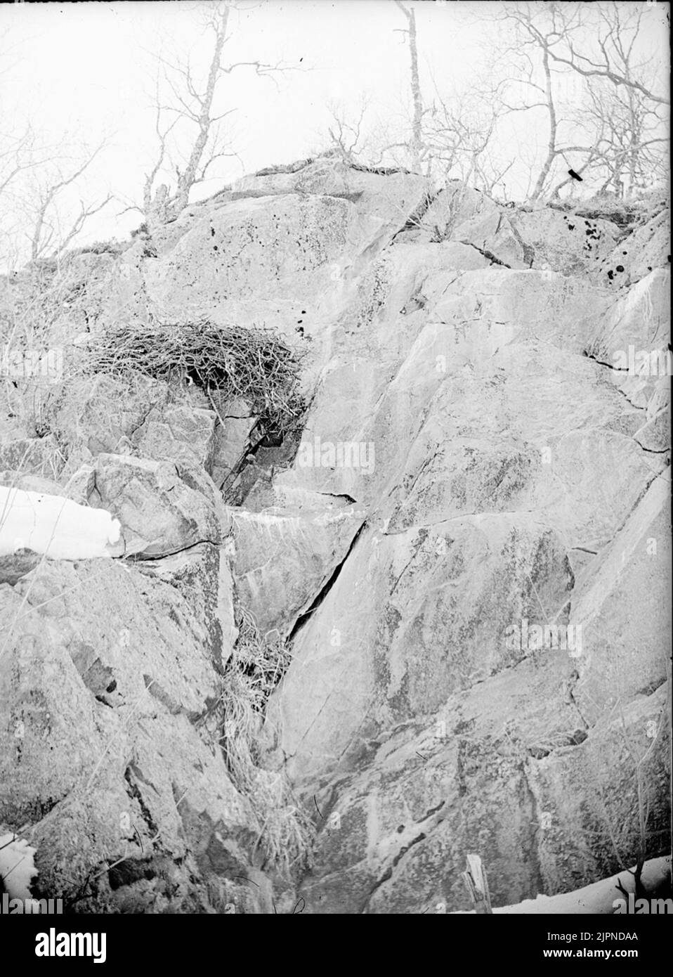 Stay of hunting falcon Bo av jaktfalk Stock Photo - Alamy