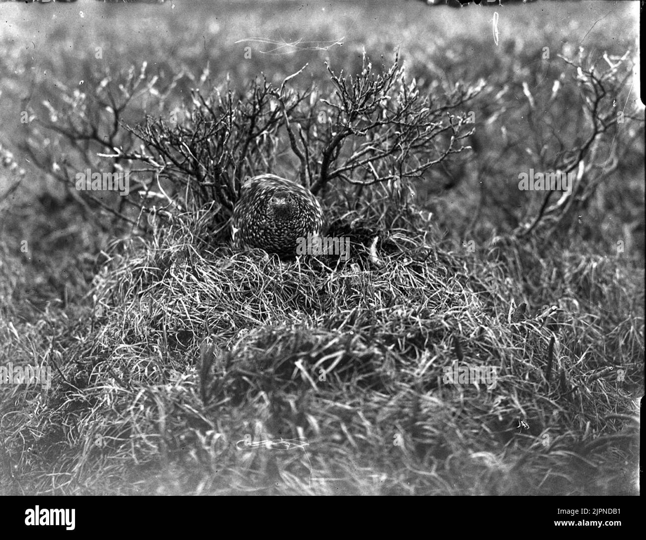 Roughening mountain drip Ruvande fjällripa Stock Photo - Alamy
