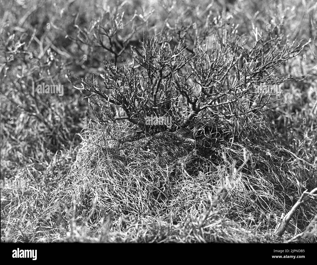 Roughening mountain drip Ruvande fjällripa Stock Photo - Alamy
