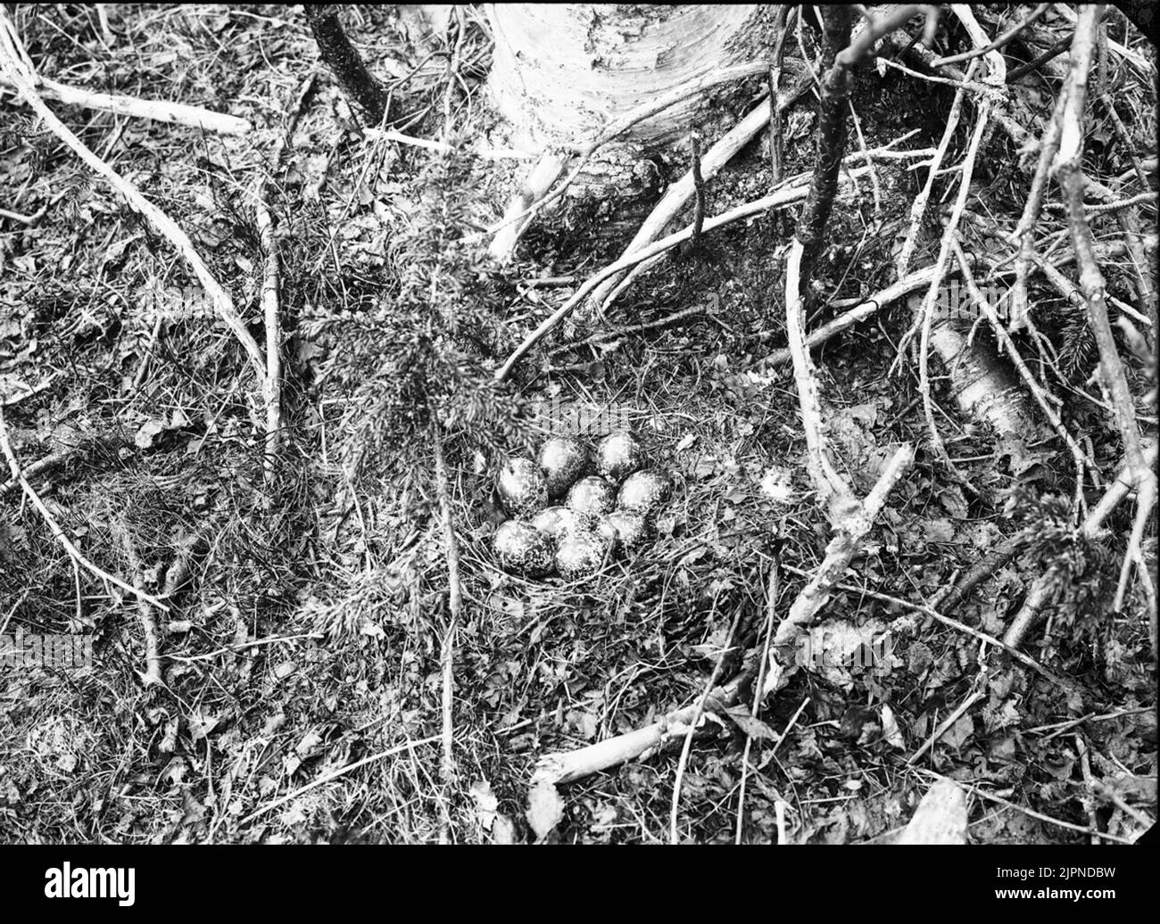 Stay by Dalripa Bo av dalripa Stock Photo - Alamy