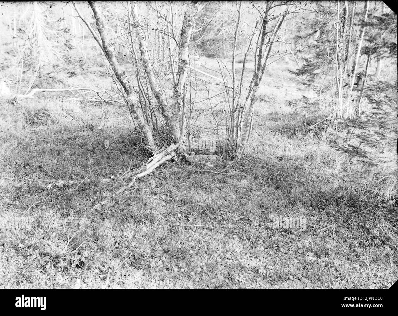 Rougher hi-res stock photography and images - Alamy